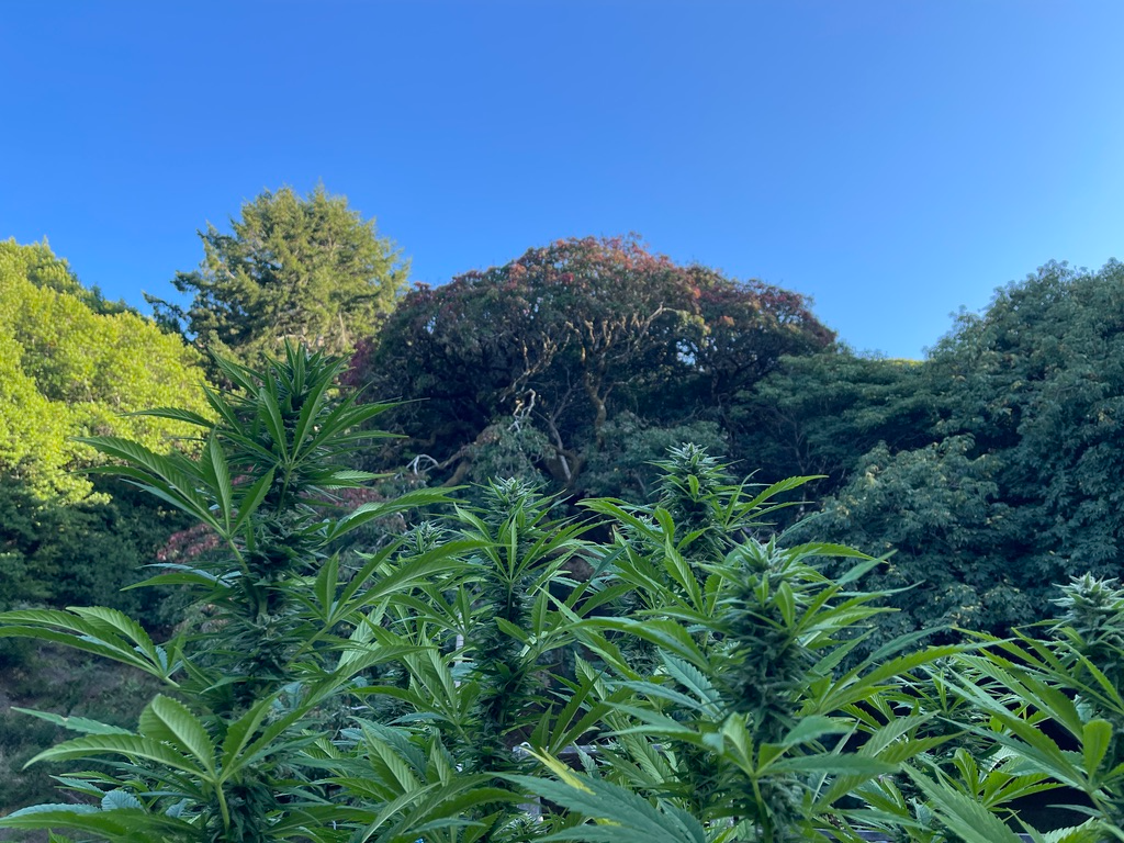 Late Summer Rain – Jeffrey Hickey Writes Blogs