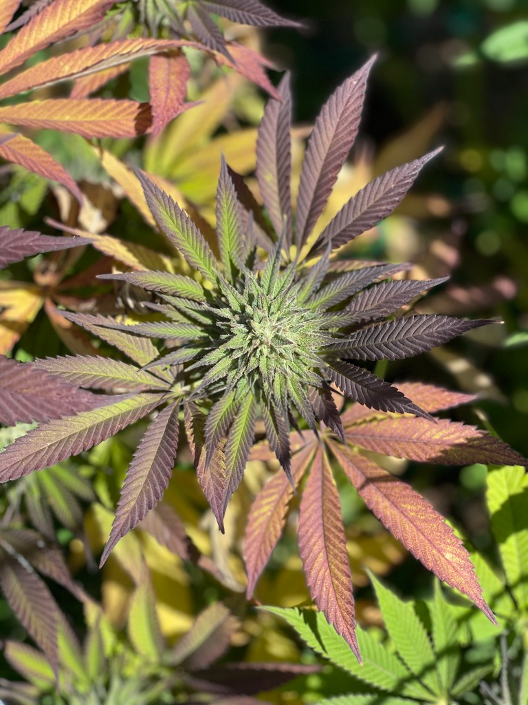 Knocking on Harvest Door – Jeffrey Hickey Writes Blogs