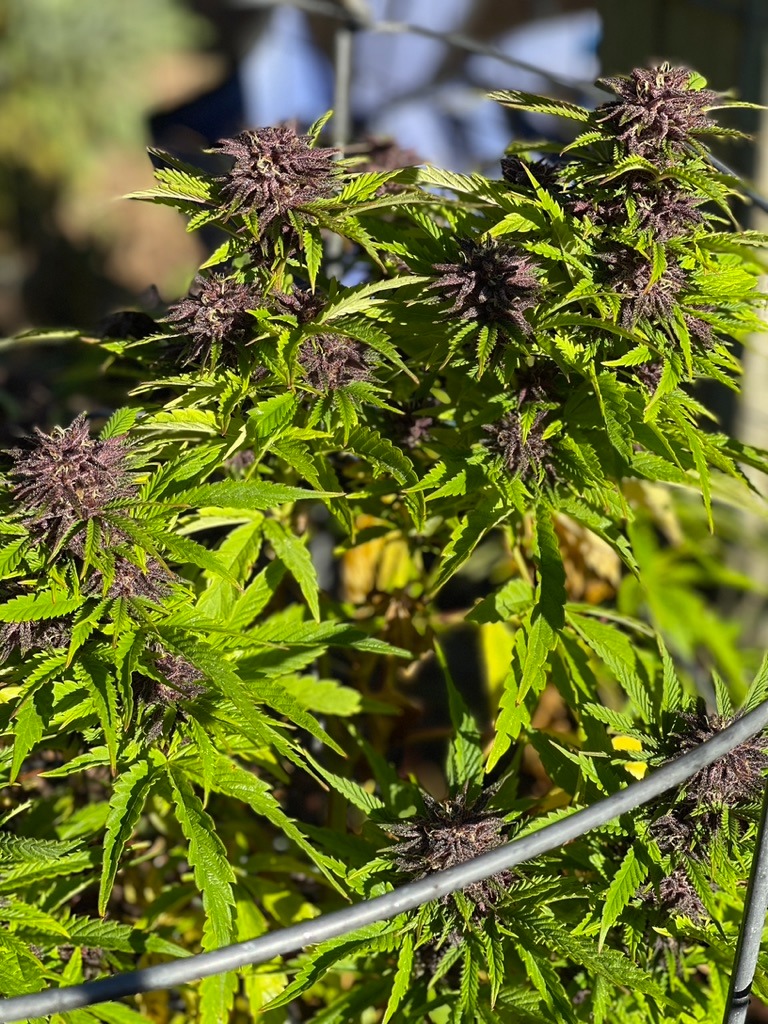 I’ve Had Enough – Jeffrey Hickey Writes Blogs